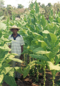 The Manila Cigar: Tobacco Production In The Philippines - House of Horvath